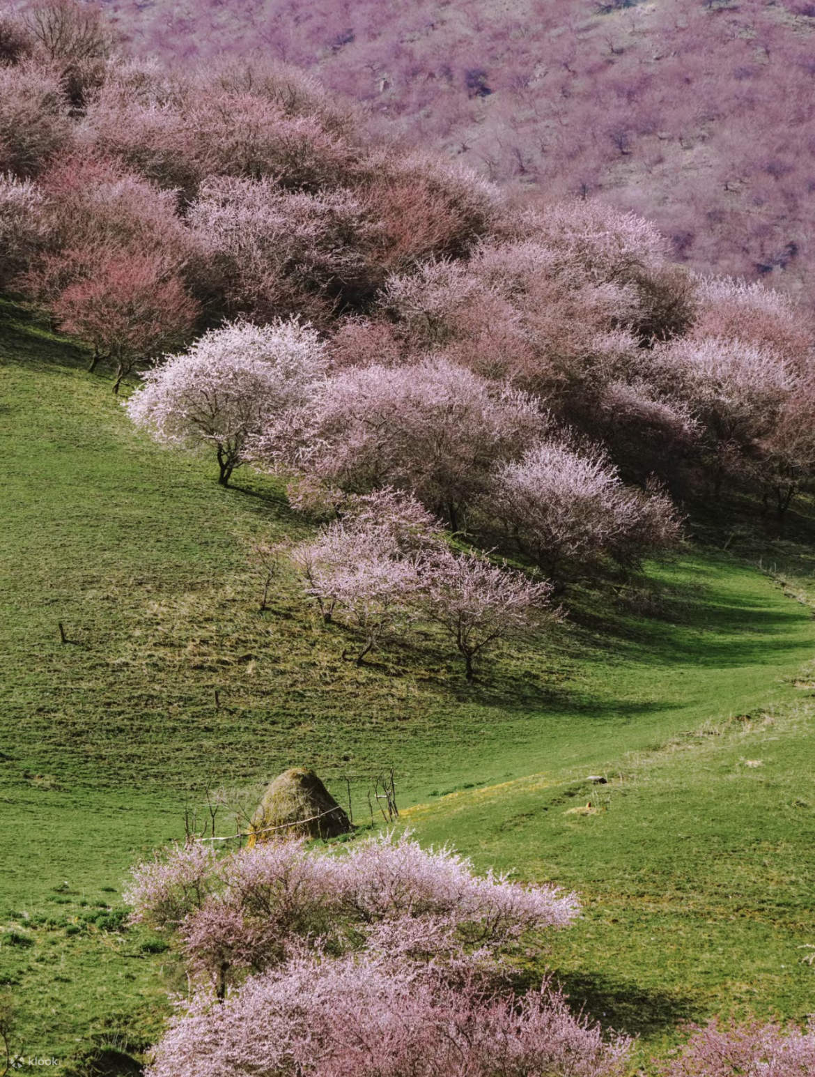 Xinjiang early spring Ili Tianshan Apricot Event 7 days and 6 nights ...